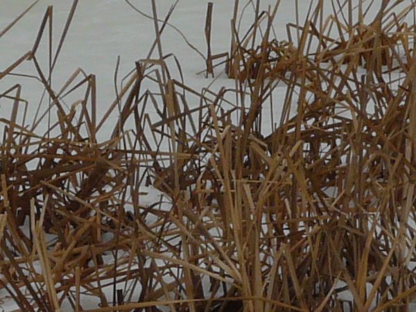 tall grass texture 0037 - Texturelib